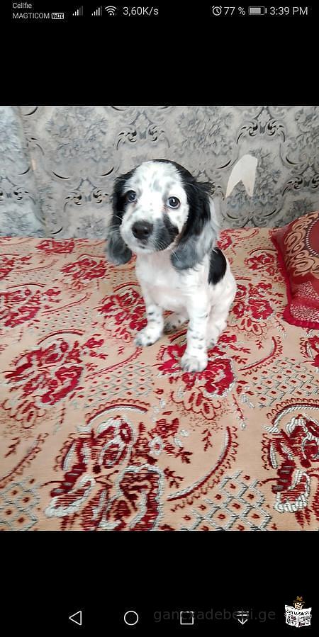 rusuli koker spanielis lekvebi - Tbilisi gancxadeba - ZaRlebi, lekvebi ...