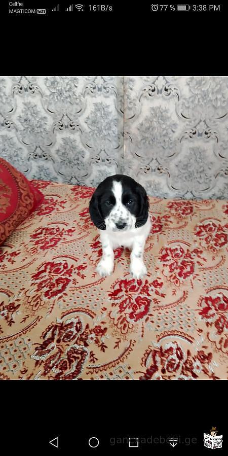 rusuli koker spanielis lekvebi - Tbilisi gancxadeba - ZaRlebi, lekvebi ...